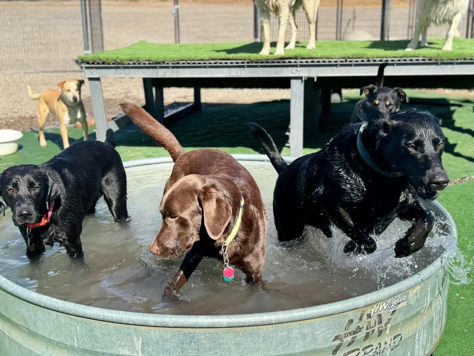 Our Resort | Country Club Pet Resort | Grand Junction, CO